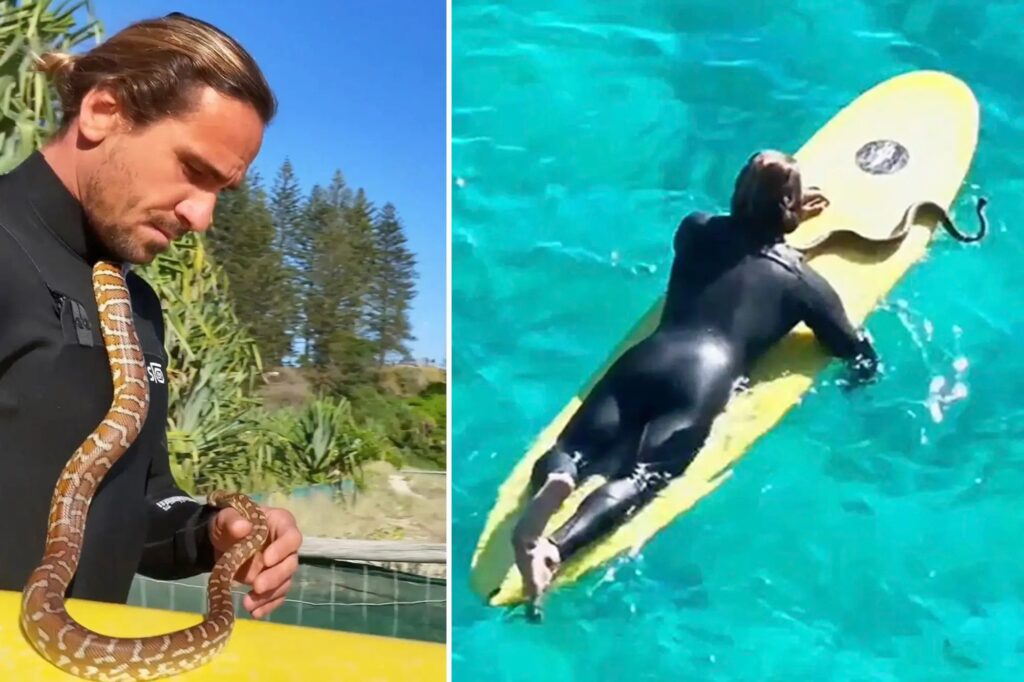 Man fined for taking surfing trips with pet python - HUM News