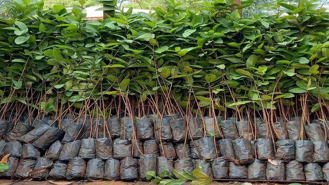 PHA celebrates International Forest Day by distributing free saplings ...