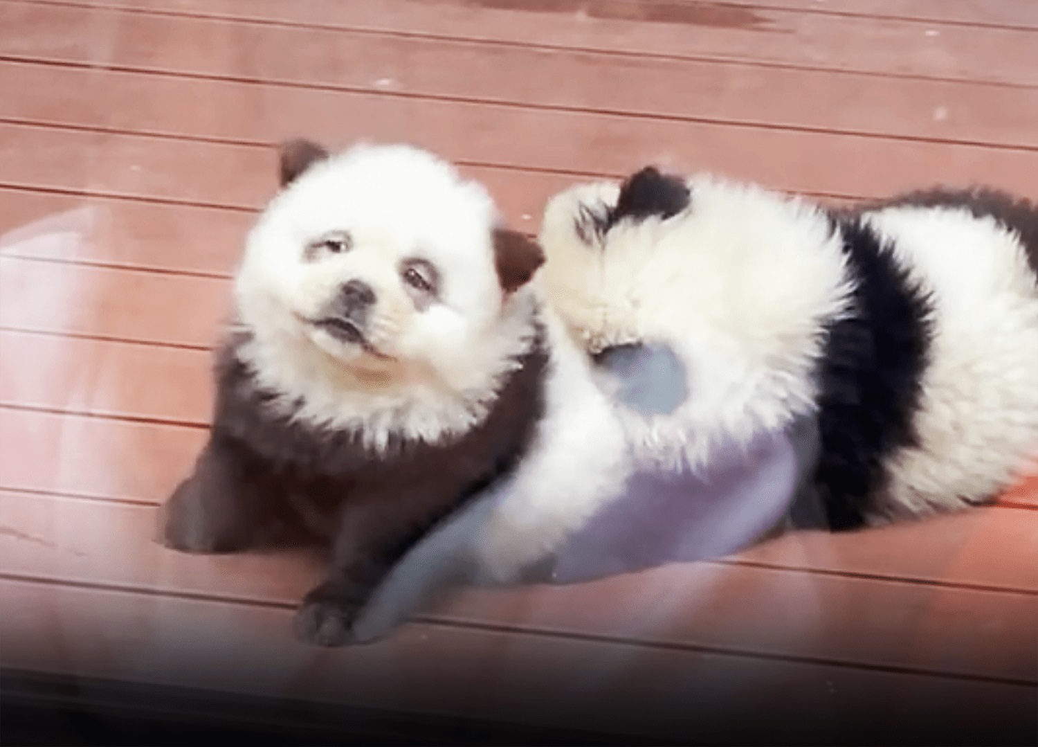 China zoo 'Panda Dogs': A furry tale of creativity - HUM News