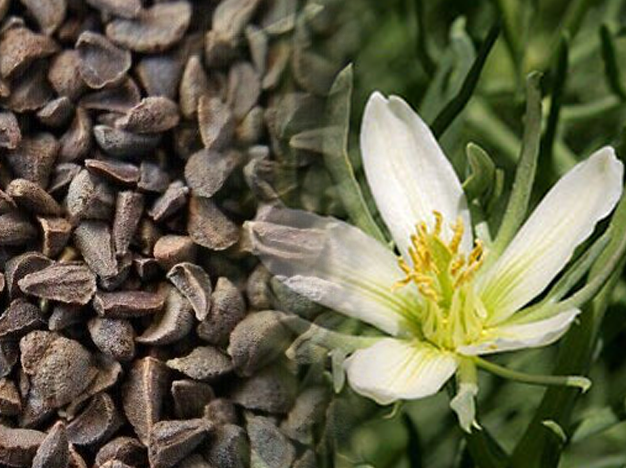 Harmal herb of Swabi: Superstition or magic medicine? - HUM News