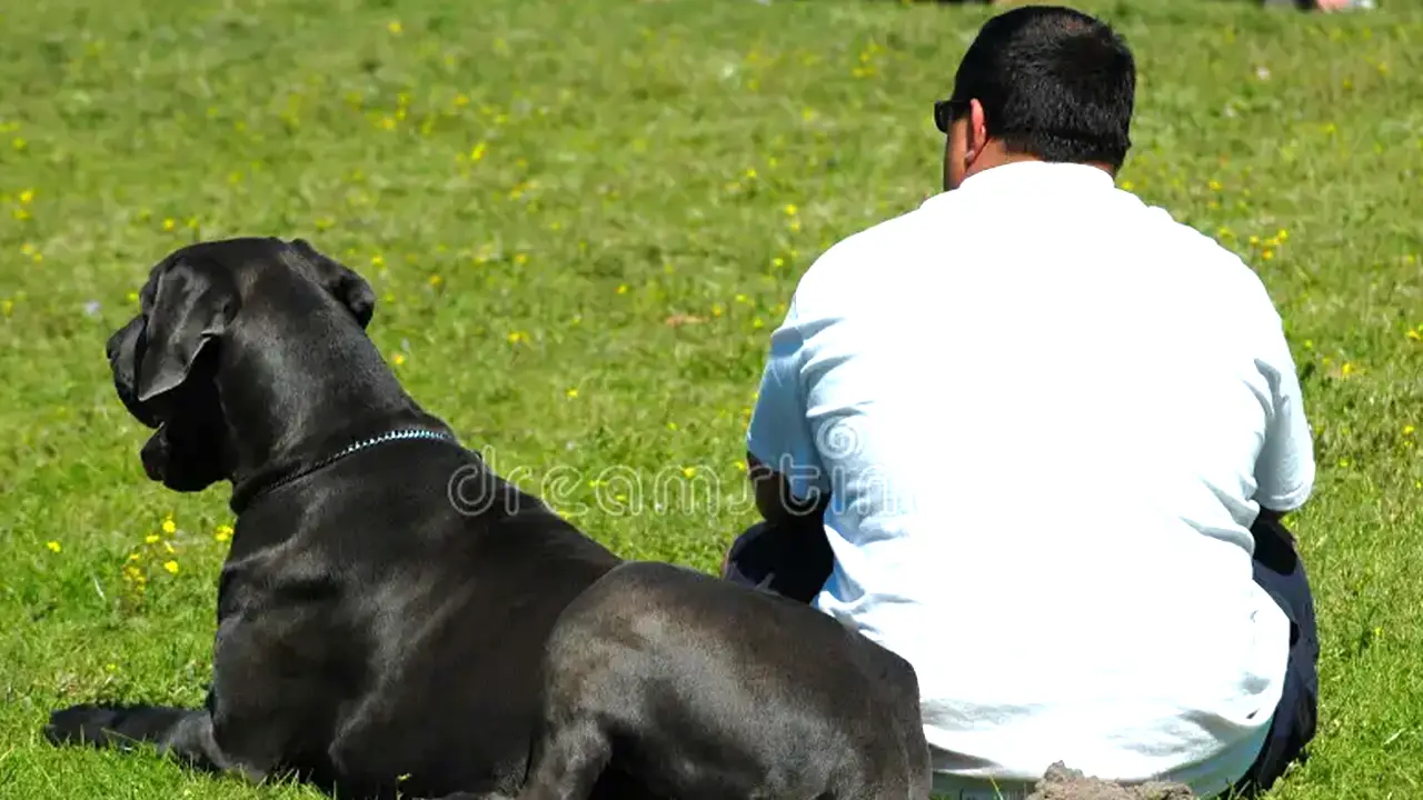 Labradors and humans share the same obesity genes: study - HUM News
