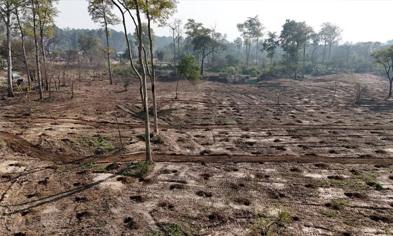 Senate panel summons CDA chairman over tree cutting in Islamabad - HUM News